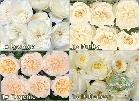 David Austin Wedding Roses Jet Fresh Flower Distributors