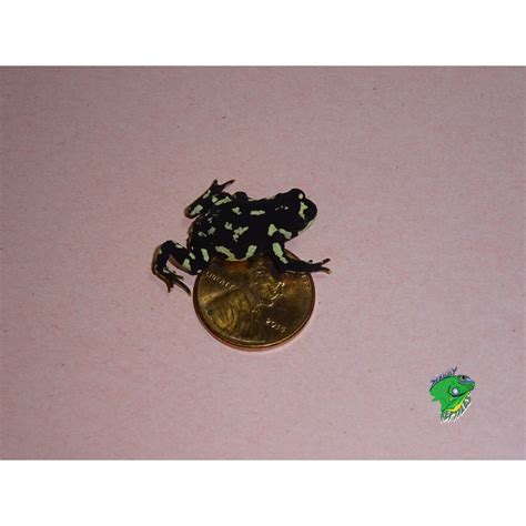 Bumble Bee Walking Toad Cbb Strictly Reptiles