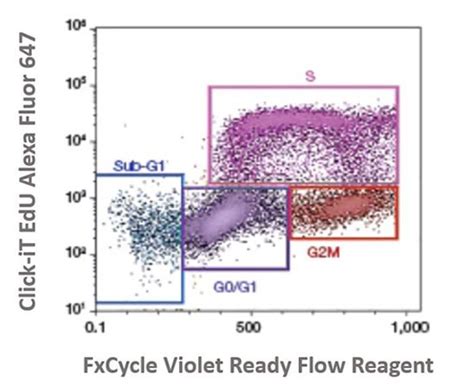 Cell Cycle Analysis By Flow Cytometry Thermo Fisher Scientific US
