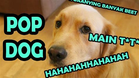 Popdog Apaan Ajg Shortbutfun Youtube