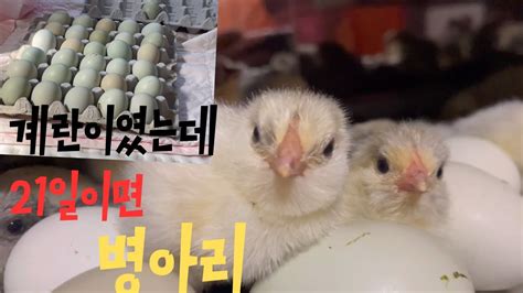 병아리 부화시키기~~ 이렇게 부화시키면 닭 농장하나 만들어 닭 병아리부화 병아리부화기 Youtube