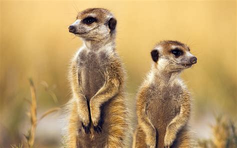 Meerkat S Wallpaper 1920x1200 74891