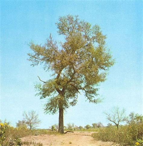 Schinopsis Lorentzii Alchetron The Free Social Encyclopedia