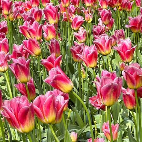 Tulip Tom Pouce Order Online In Eu Directly From The Netherlands