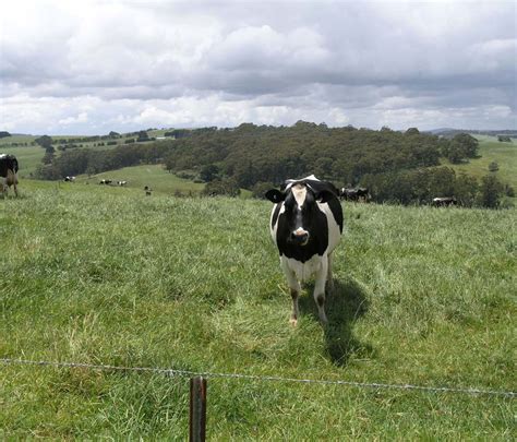 Reducing Synthetic Inputs And Using Rotational Grazing Ramp