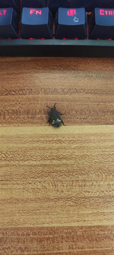 发现一个 Bug V2ex