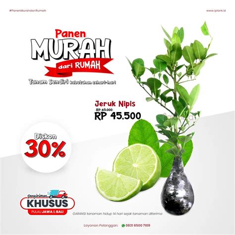 Jeruk Nipis