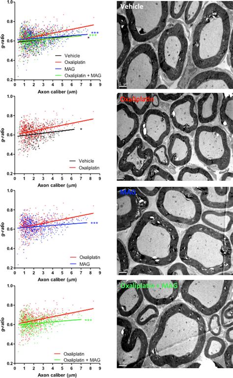 The Em Micrographs Of Cross Sections Of Sciatic Nerves From Vehicle