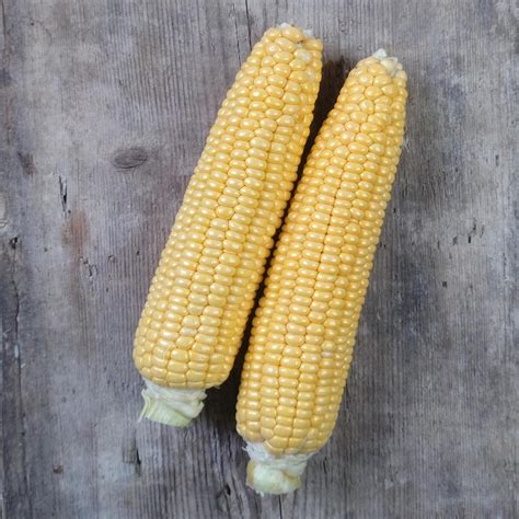 Indian Red Maize Joro Zea Mays Seeds