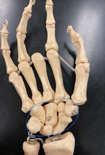 Lab 4 Structures Flashcards Quizlet