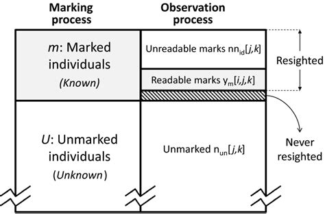 Scheme Of Spatial Markresight Model And Observation Process Addressed Download Scientific