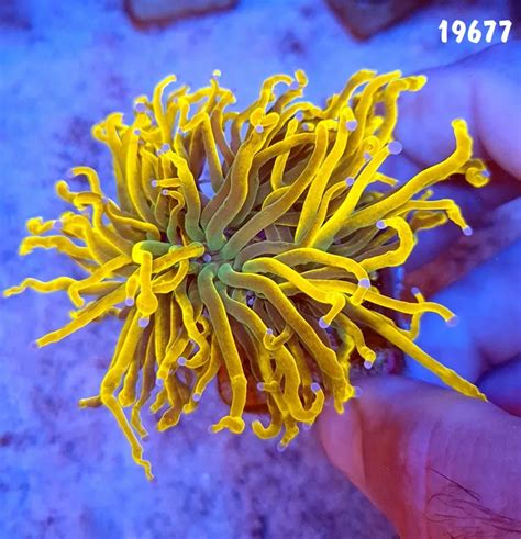 Itanha M Reef Torch Holly Grail Bocas