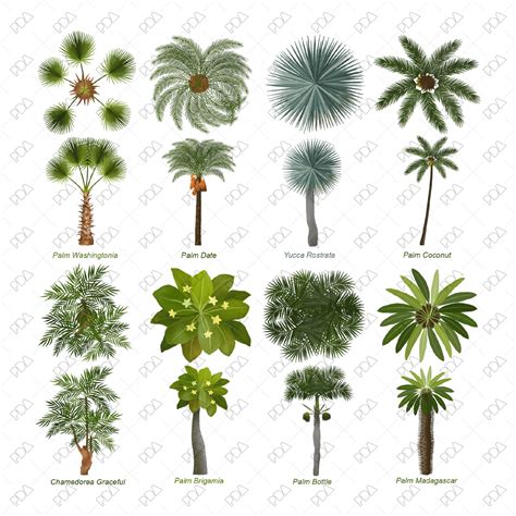 Palm Tree Plan Png