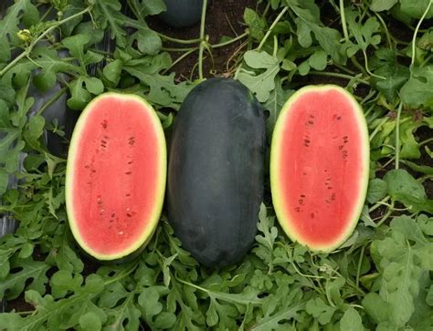 F1 Super Star Watermelon Seeds High Yield And Sweet Flavor Safal Seeds