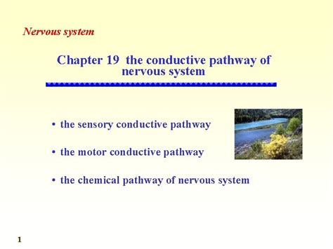 Nervous System Chapter 19 The Conductive Pathway Of