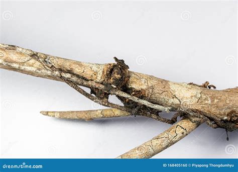 Modified Stem And Root For Education In Laboratory Stock Photo Image Of Medicine Climbing