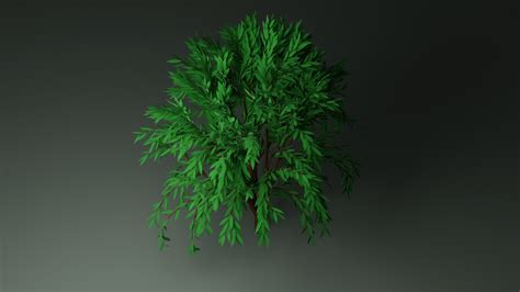 Free Callistemon Tree Model Turbosquid 2062119