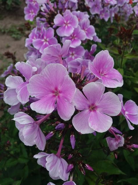 Флокс метельчатый Франц Шуберт. (Phlox paniculata Franz Schubert) Р9 ...