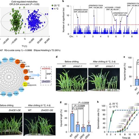 Natural Polymorphism Of Zmice1 Contributes To Amino Acid Metabolism