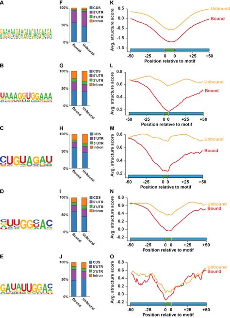 11 The Landscape Of Protein Bound Rna Motifs A E Overrepresented Download Scientific Diagram
