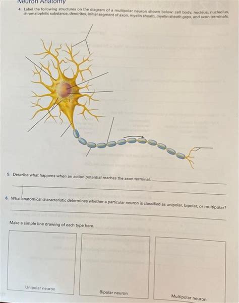 Solved Neuron Anatomy Label The Following Structures On Chegg