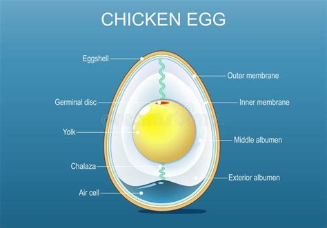 Egg Anatomy Structure Of Bird Egg Stock Vector Illustration Of