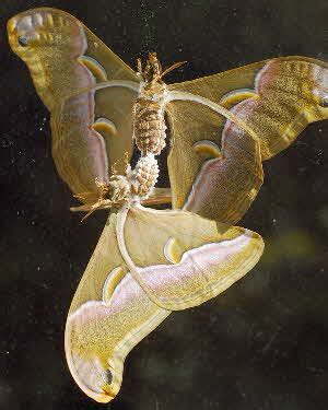 Tussah Silk Moths Wild Fibres Natural Fibres