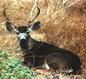Blacktail Deer Range