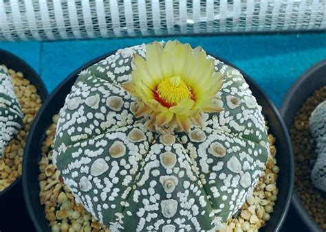 多肉植物兜开花啦，惊艳绝伦 每日头条