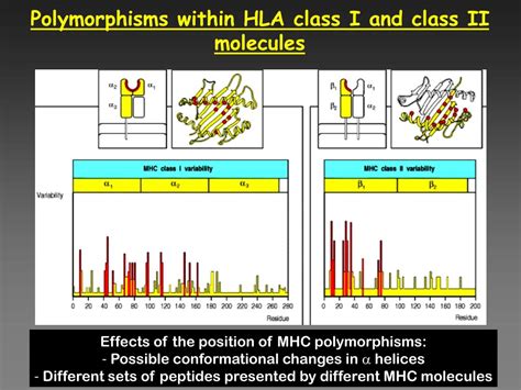 Ppt Structurally Based Hla Matching A Useful Tool To Fill The Gaps