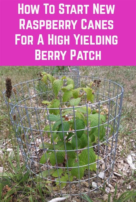 How To Make A Raspberry Patch At Eileen Marvin Blog