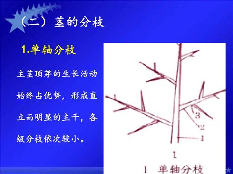 Ppt 河南农业大学生命科学学院植物科学系 Powerpoint Presentation Id 5978469