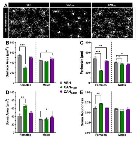 adolescent cannabis vapor self administration affects mpfc microglial