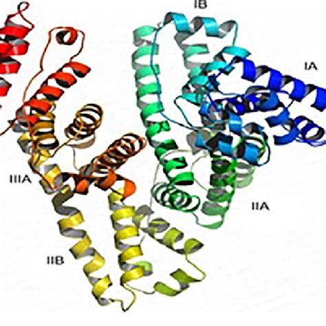 The Three Domain Structure Of Hsa The Protein Secondary Structure Is