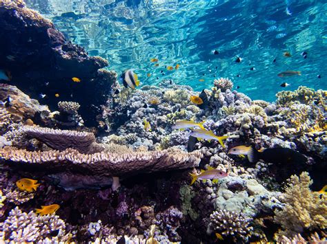 Coastal Light Pollution Tricks Coral Reefs Affecting Reproductive Success