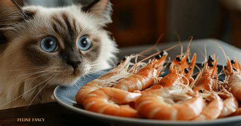 Can Cats Eat Prawns Benefits Risks And Safety Guide Feline Fancy