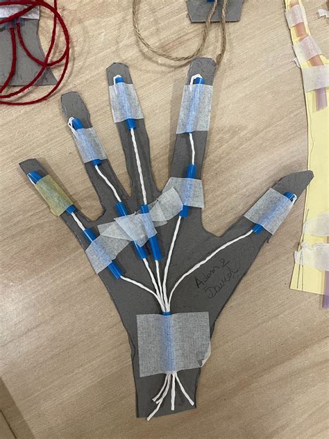 Aris How Do Tendons Work Pyp Year 6 Stem Body Systems