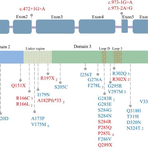 Variant Sites Of Pathogenic And Likely Pathogenic Symptomatic Htra1 Download Scientific Diagram