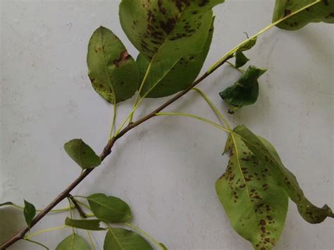 Черные пятна на листьях груши Как защитить груши от темных вкраплений