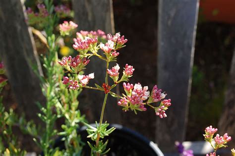 Eriogonum Fasciculatum ‘warriner Lytle California Buckwheat