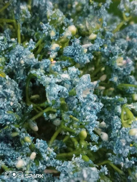 Tecno Spark 6 Air review Heavy in value light in price revü