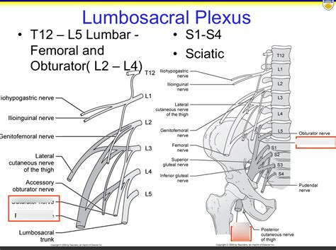 Diagram Of Lumbosacral Plexus Lecture 20 Quizlet