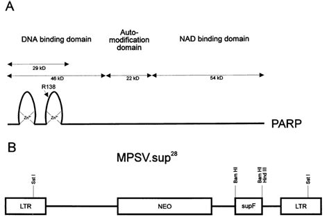Parp A Schematic Representation Of Parp Depicting Its Functional Download Scientific Diagram