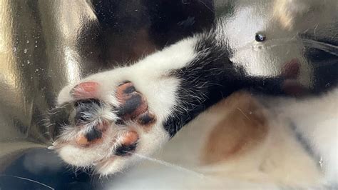 Calico Flavored Beans R Toebeans