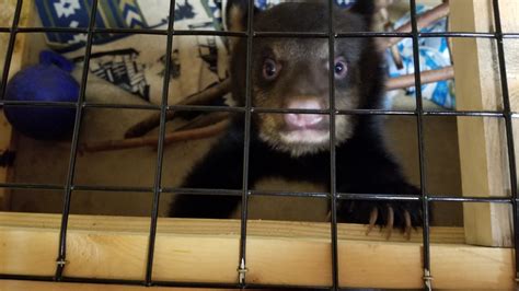 Petition · End Cruel Bear Cub Petting And Selfies Take The Pledge