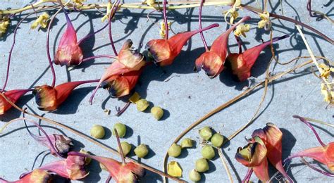 Difference Between Seeds And Bulbs