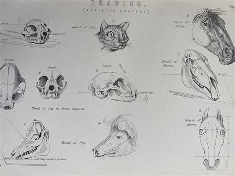 Animal Skull Anatomy