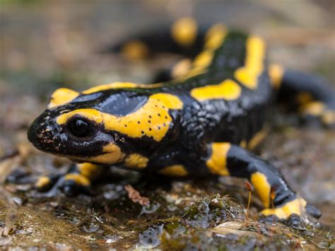 Filefire Salamander Wikimedia Commons