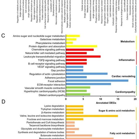 Identification Of Gene Signatures In Grx3 Cko Dio Mice A Heat Map Download Scientific