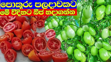 සාර්ථක පොකූරු තක්කාලි අස්වැන්නකට බීජ නිවැරදිව සකසා ගැනීම මෙලෙසින් Youtube